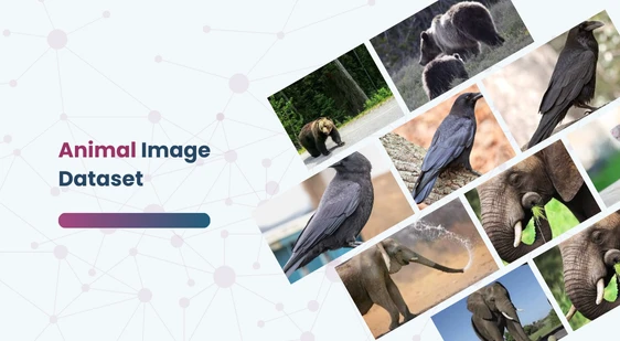 Animal Image Dataset for CNN Training : Explore Wildlife