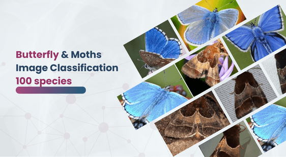 100 Species Butterfly and Moth Image Classification Dataset