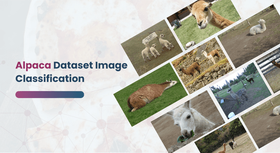 Alpaca Dataset Image Classification: Enhance Your ML Models